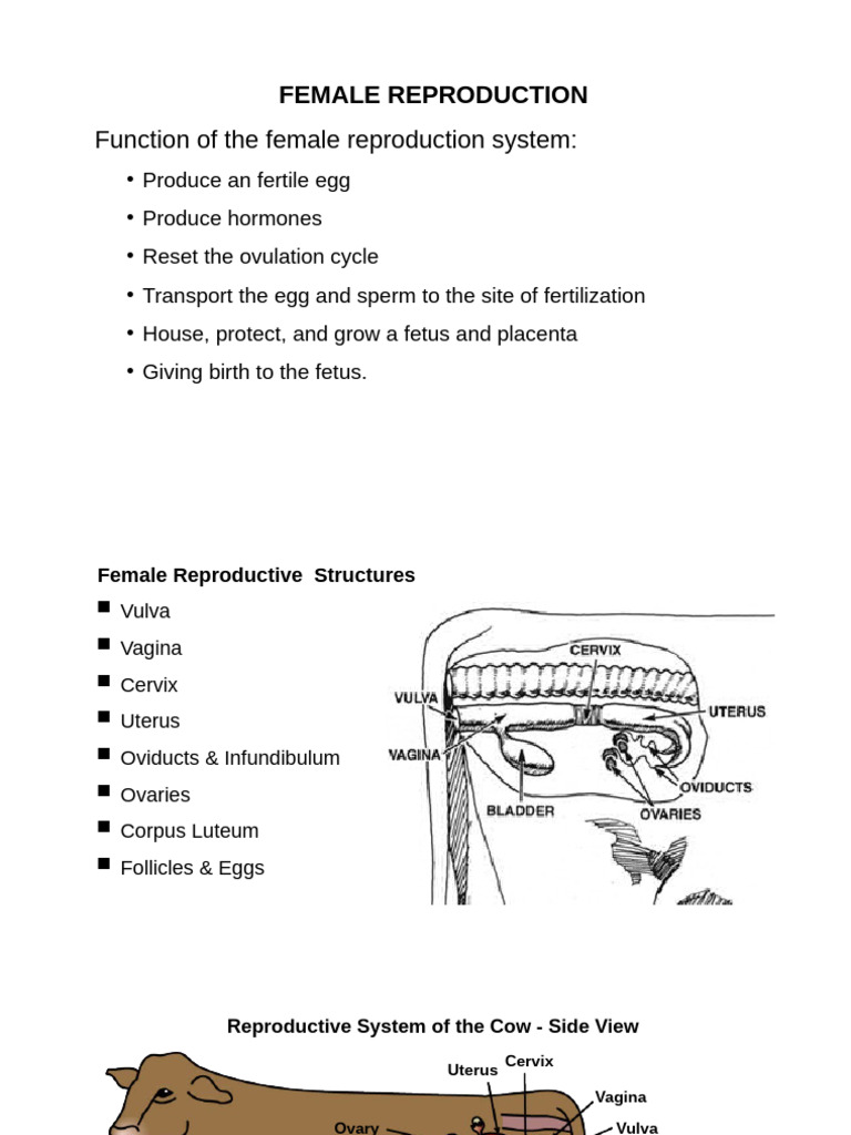 Module No. 16 - Bovine Female Reproductive System | PDF | Luteinizing ...