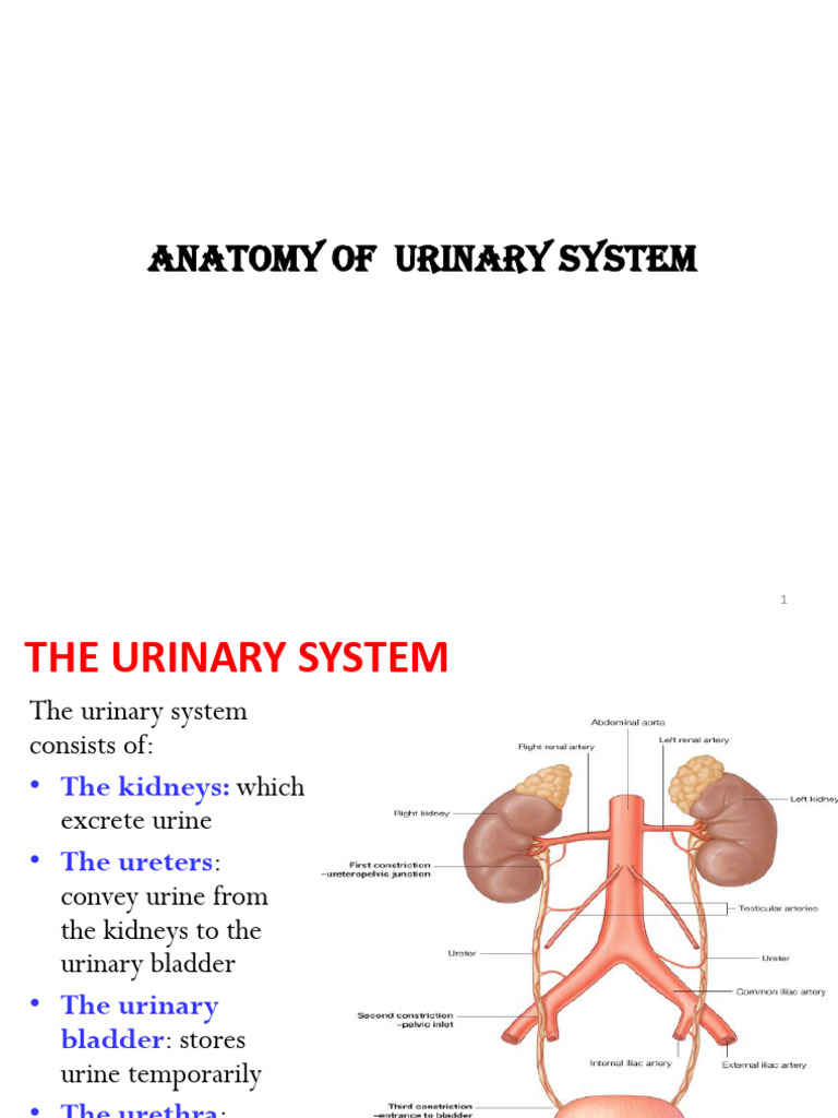Anatomy of The Urinary System-1 | PDF | Kidney | Morphology (Biology)