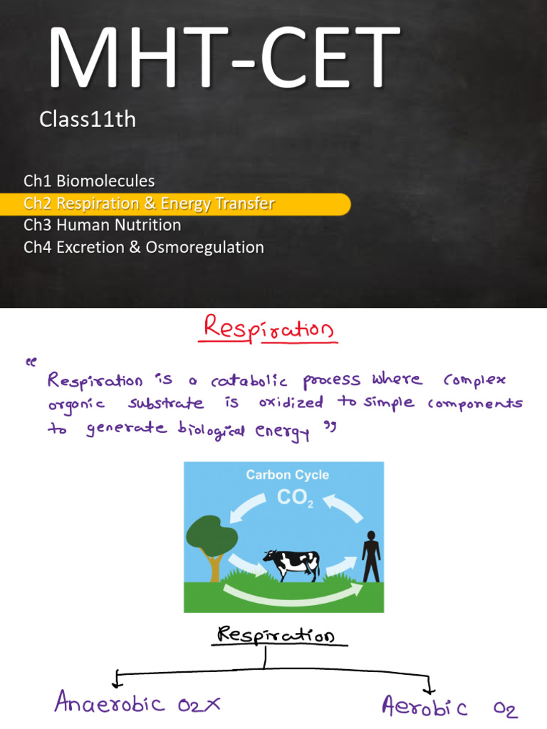 Ch13 Respiration & Energy Transfer Lecture PDF_a9395871-Da4e-46ce-874a ...