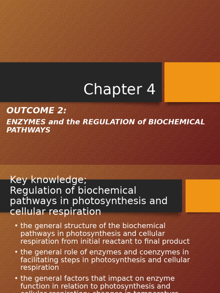Enzyme Regulation in Biochemical Pathways | PDF | Enzyme | Active Site