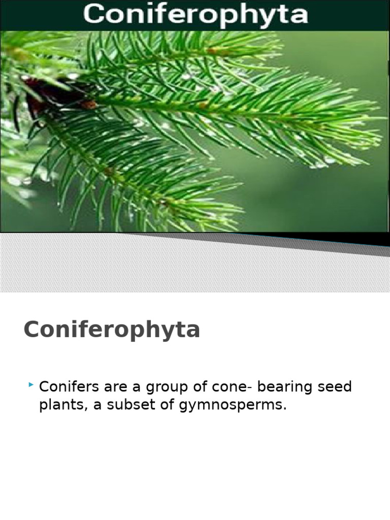 Chico Plant Morpho | PDF