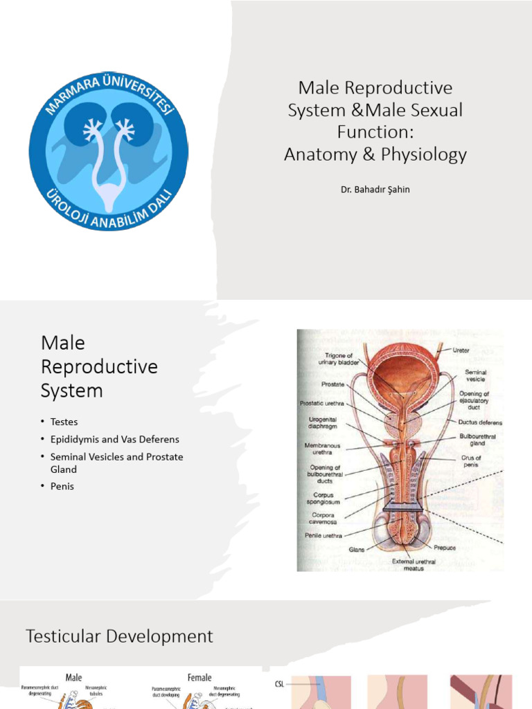 Male Reproductive System & Male Sexual Function Anatomy & Physiology ...