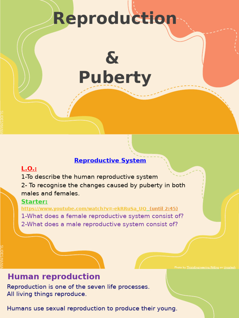 Puberty & The Reproductive System | PDF | Reproductive System | Human Reproduction