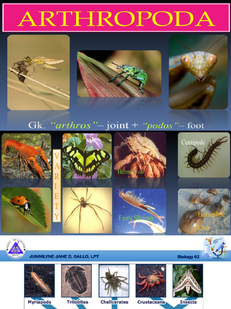 Phylum Arthropoda Pdf