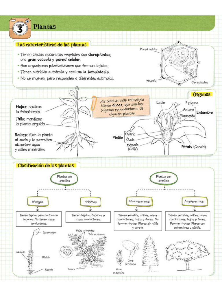 Lo Esencial de Las Plantas | PDF