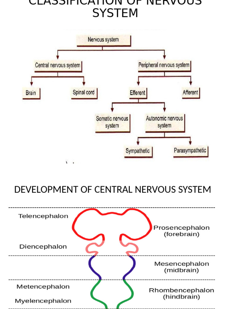 Nervous System Classification and Anatomy | PDF