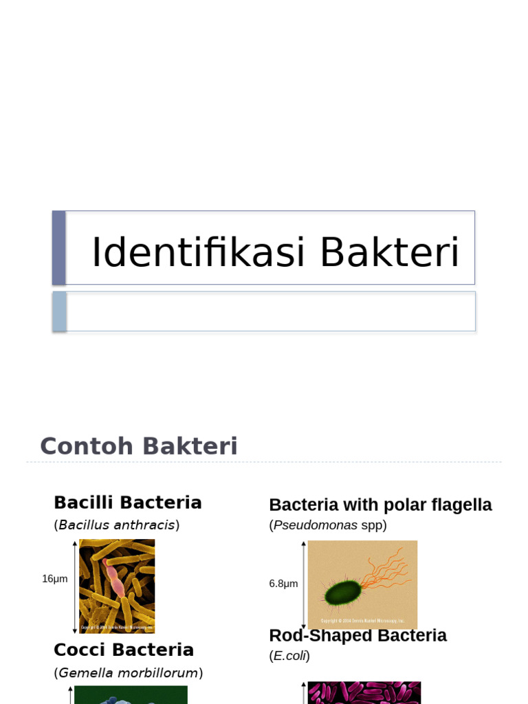 identifikasi biokim | PDF