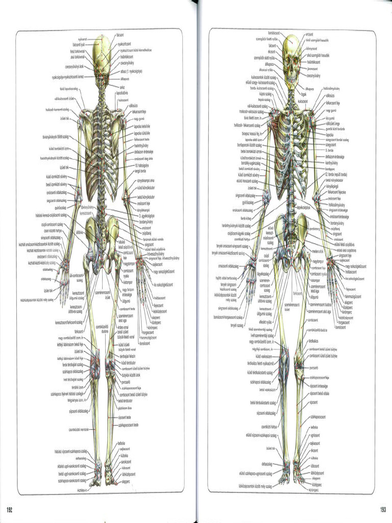 Frederic Delavier Sportanatomia - Fontos | PDF