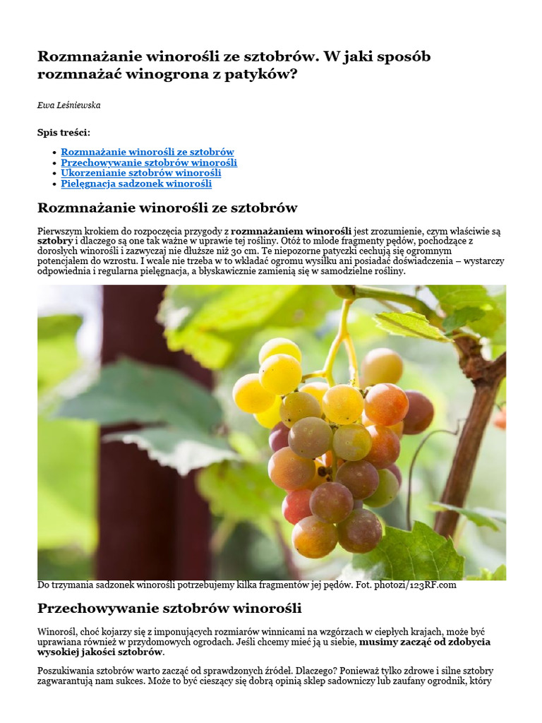 Rozmnażanie Winorośli Ze Sztobrów. W Jaki Sposób Rozmnażać Winogrona Z ...