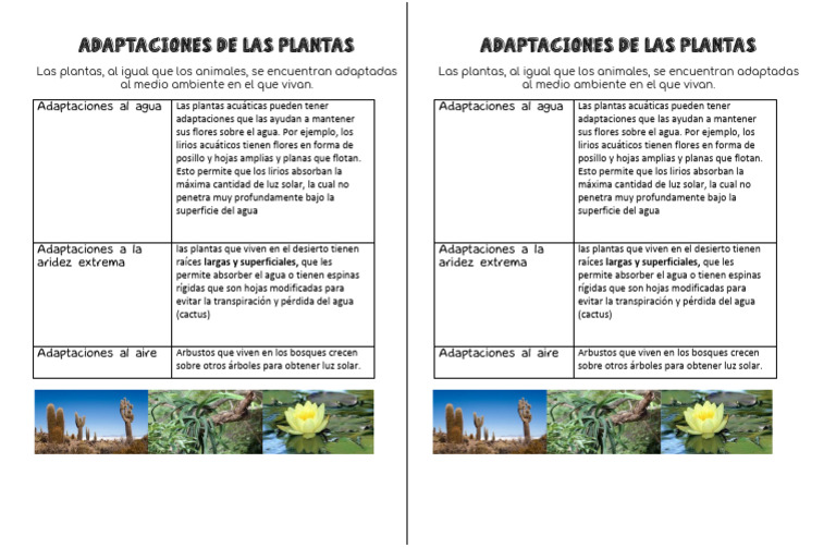 Adaptaciones de las plantas | PDF | Hoja | Plantas