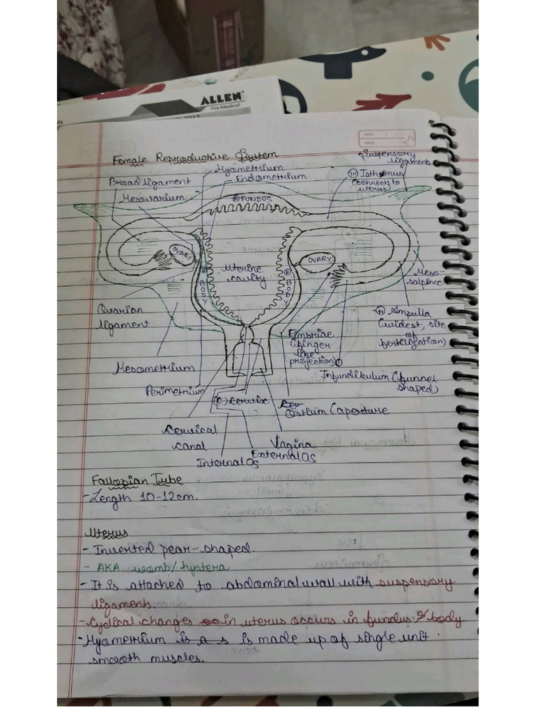 Female Reproductive System | PDF