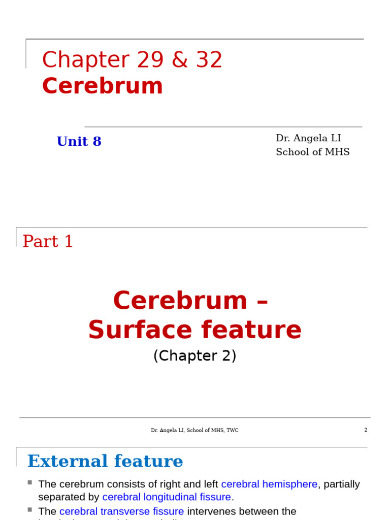 Unit 8 Cerebrum | PDF | Cerebral Cortex | Pyramidal Cell