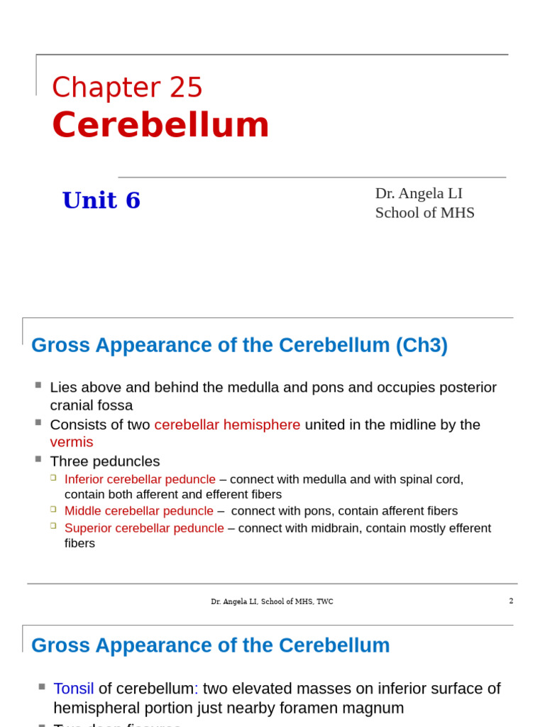 Unit 6 Cerebellum | PDF | Cerebellum | Nervous System