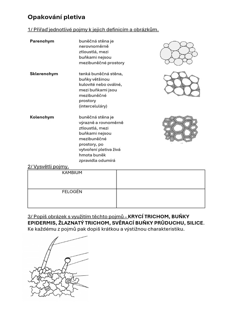 A. Opakování Pletiva | PDF