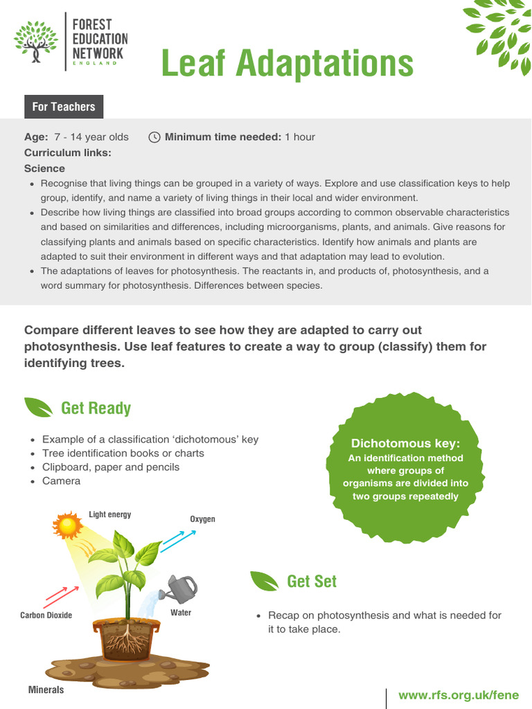 Leaf Adaptations | PDF | Leaf | Photosynthesis