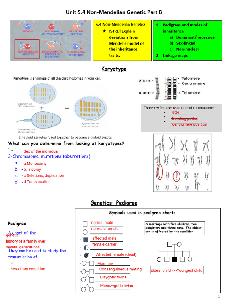 Non-Mendelian Genetics: Karyotypes & Pedigrees | PDF | Dominance ...