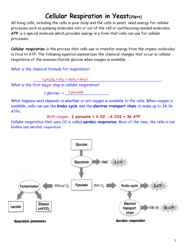 Kami Export - Annotated-Yeast Respiration Lab Aw | PDF | Cellular Respiration | Fermentation