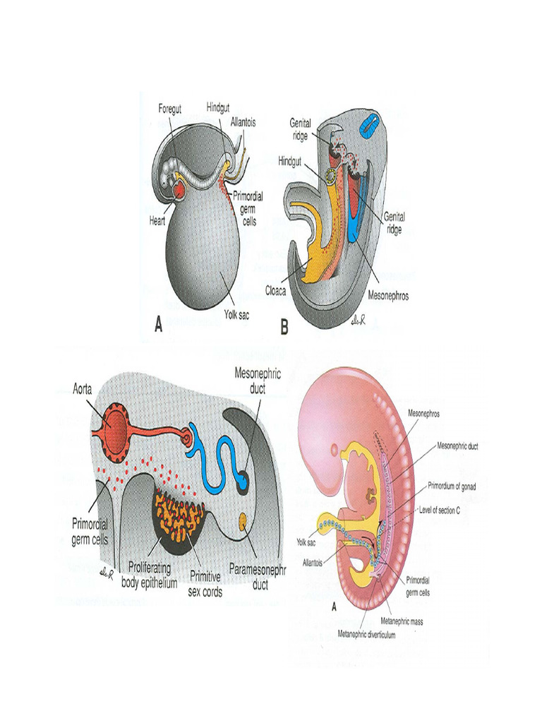 Development of Reproductive System | PDF | Sexual Anatomy | Reproduction