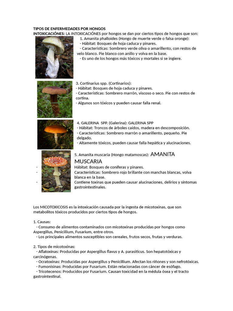 Microo | PDF | Micotoxinas | Micología