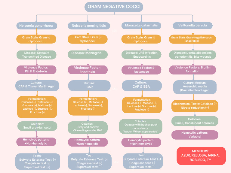 Gram Negative Cocci Flow Chart | PDF | Gram Negative Bacteria | Prokaryote