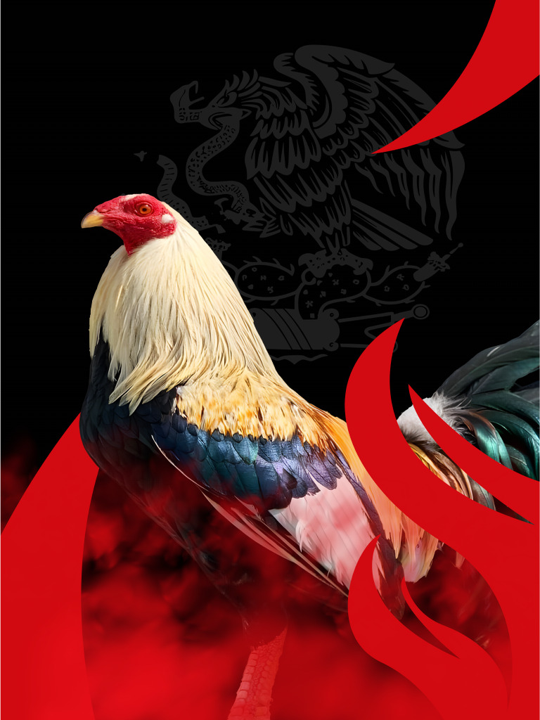 Gallo B1 | PDF