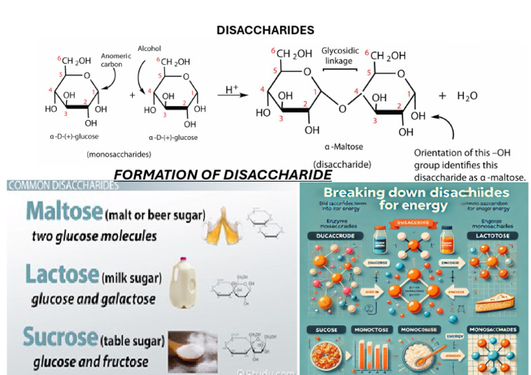 FORMATION OF DISACCHARIDE | PDF