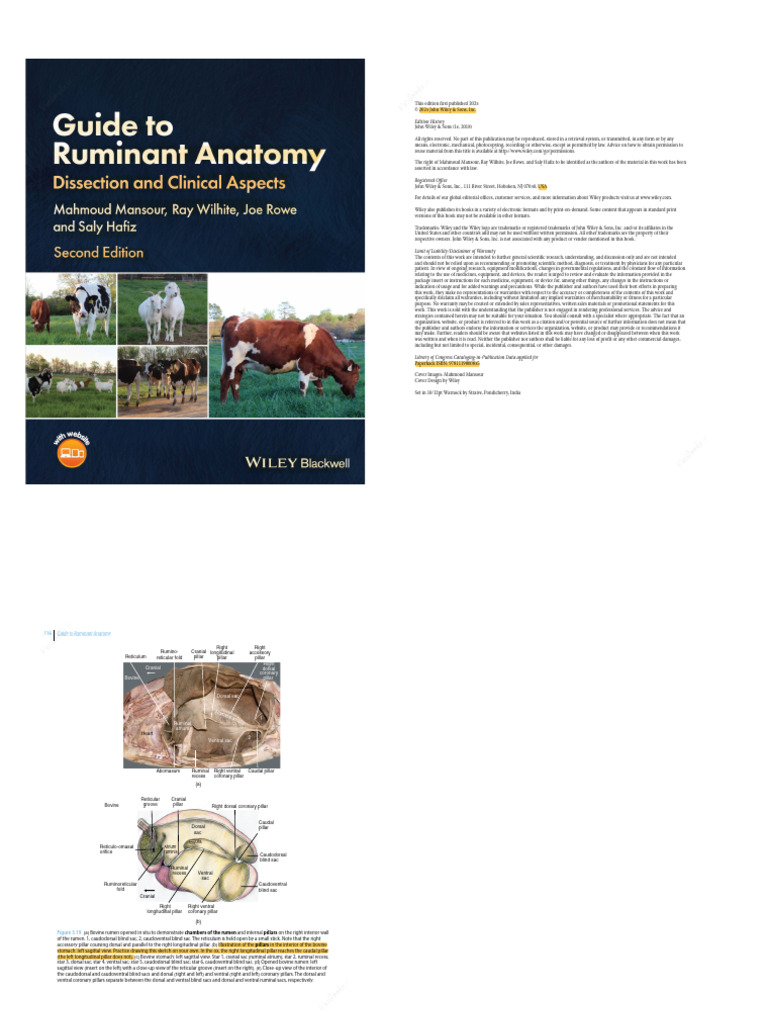 Ruminant Anatomy and Physiology Guide | PDF