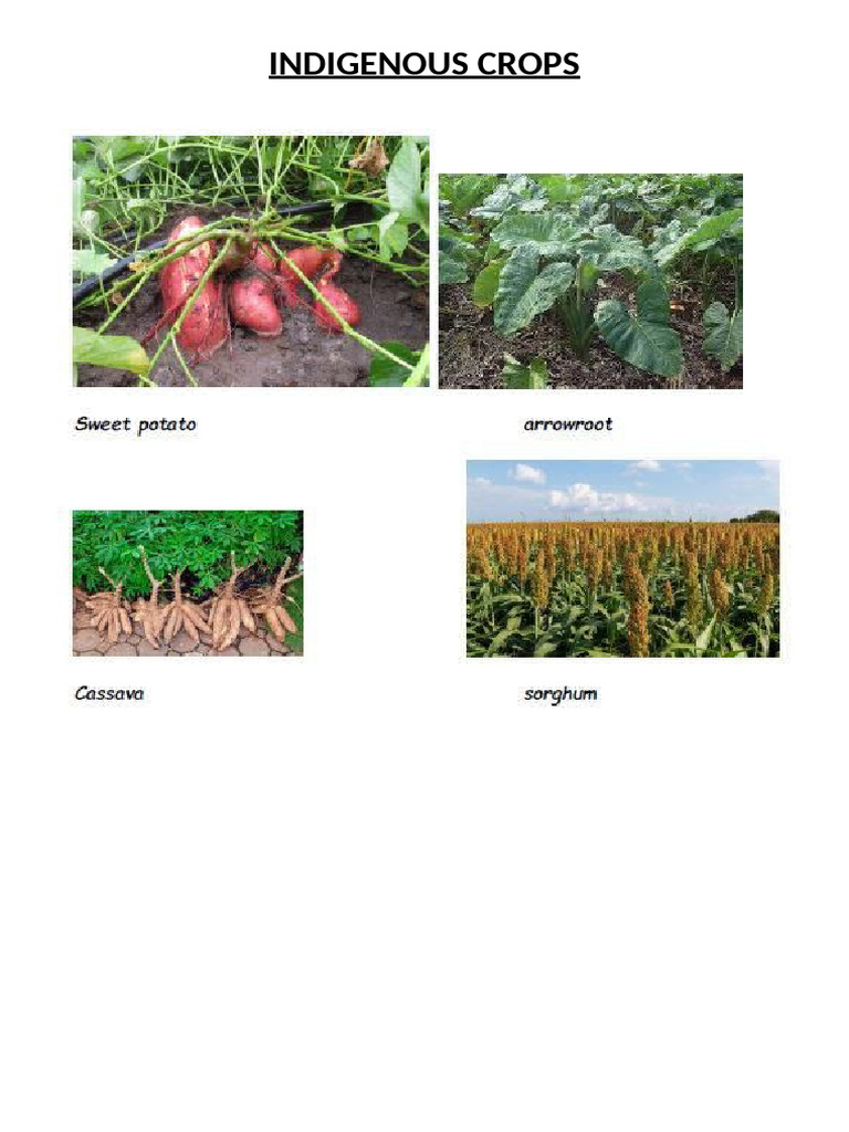 Indigenous and Cereal Crops Overview | PDF