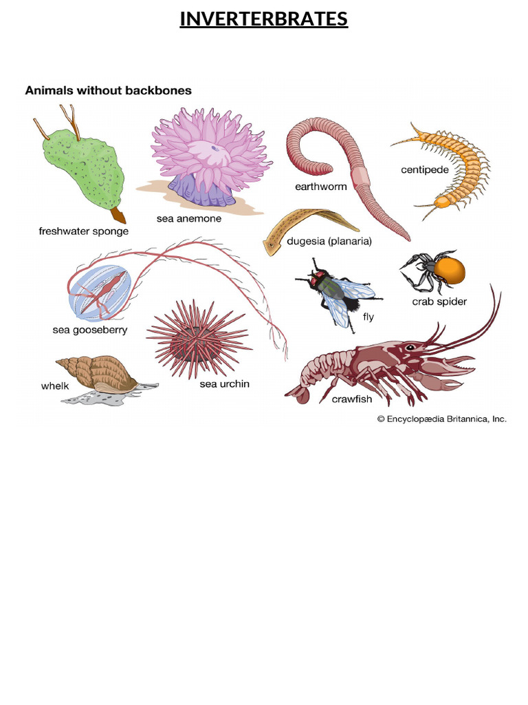INVERTERBRATES | PDF