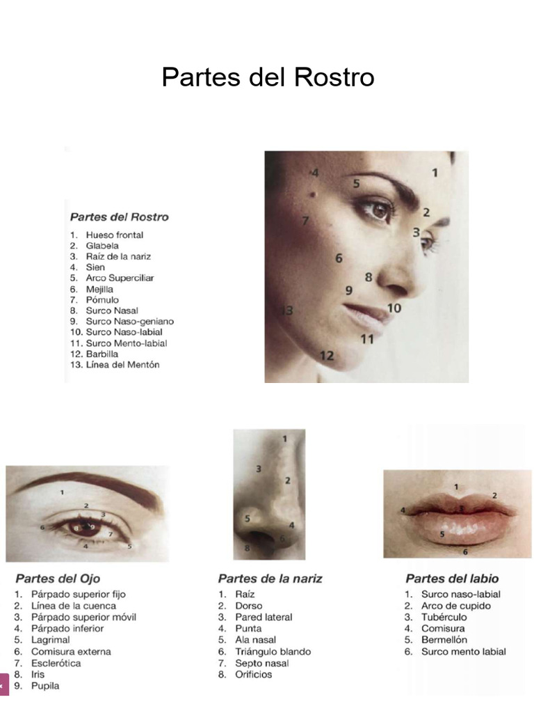 Partes Del Rostro | PDF
