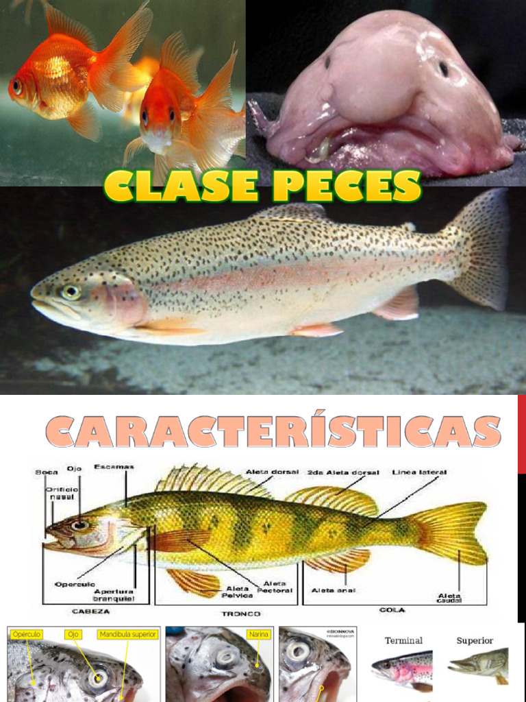 Anatomía de Peces: Condrictios y Osteictios | PDF