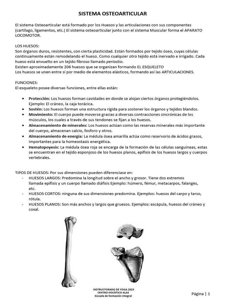 Anatomía del Sistema Osteoarticular | PDF | Vértebra | Articulación
