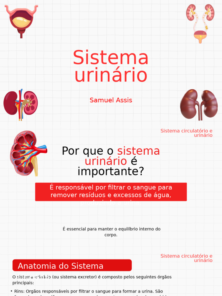 Sistema Urinário (Excretor) | PDF | Sistema urinário | Urina