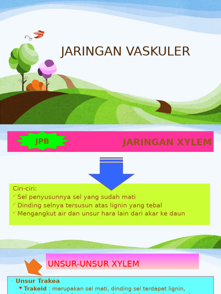 Ciri-Ciri Jaringan Vaskuler Xilem dan Floem | PDF
