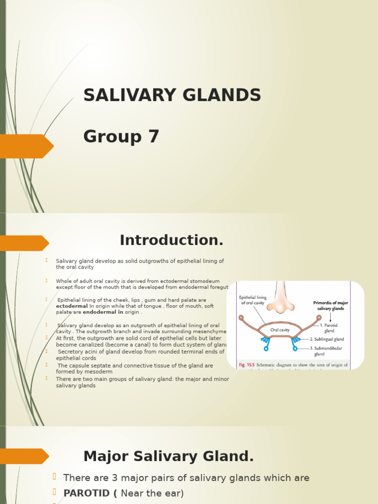 Salivary Glands Group 7 | PDF | Glands | Human Anatomy