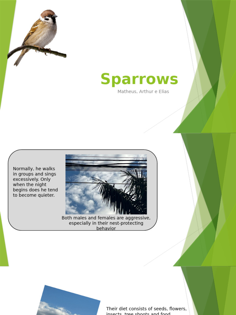 Sparrows | PDF