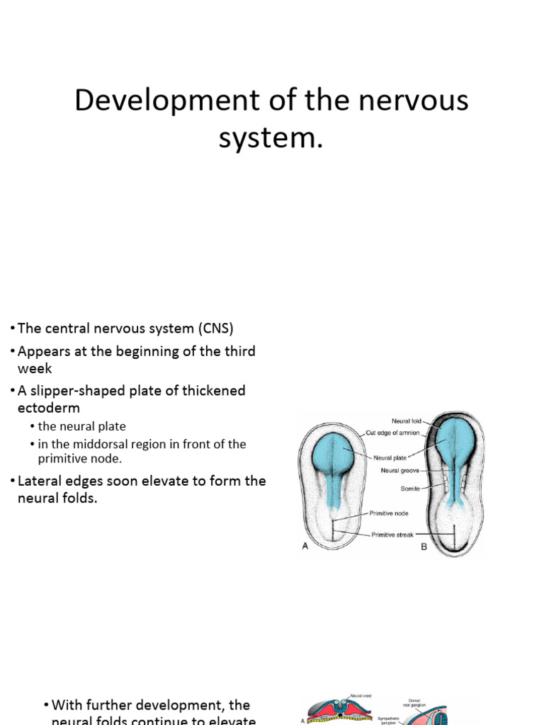 Nervous System Development Overview | PDF | Spinal Cord | Nerve