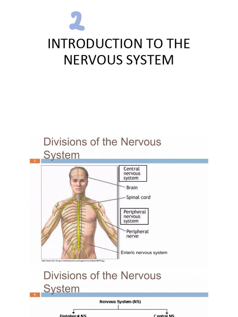 Overview of the Nervous System | PDF