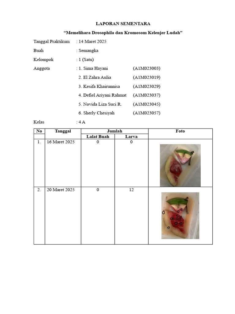 Laporan Sementara Genetika Kelompok 1a | PDF