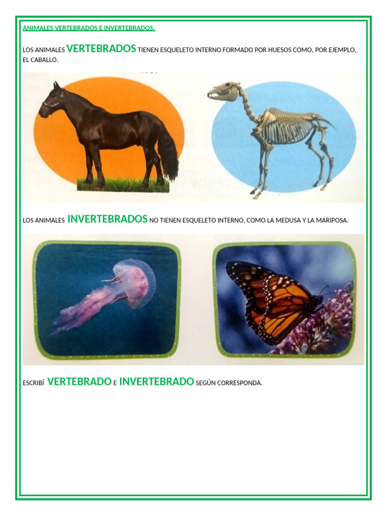 Vertebrados e Invertebrados: Características | PDF