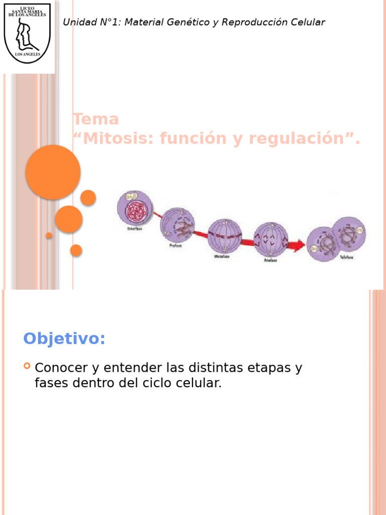 Mitosis y Ciclo Celular: Etapas Clave | PDF | Mitosis | Procesos biologicos