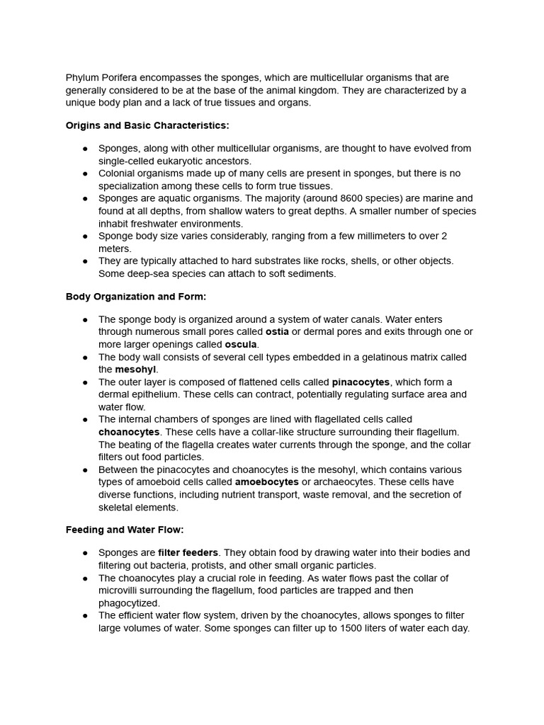 Overview of Phylum Porifera Sponges | PDF | Sponge | Biology