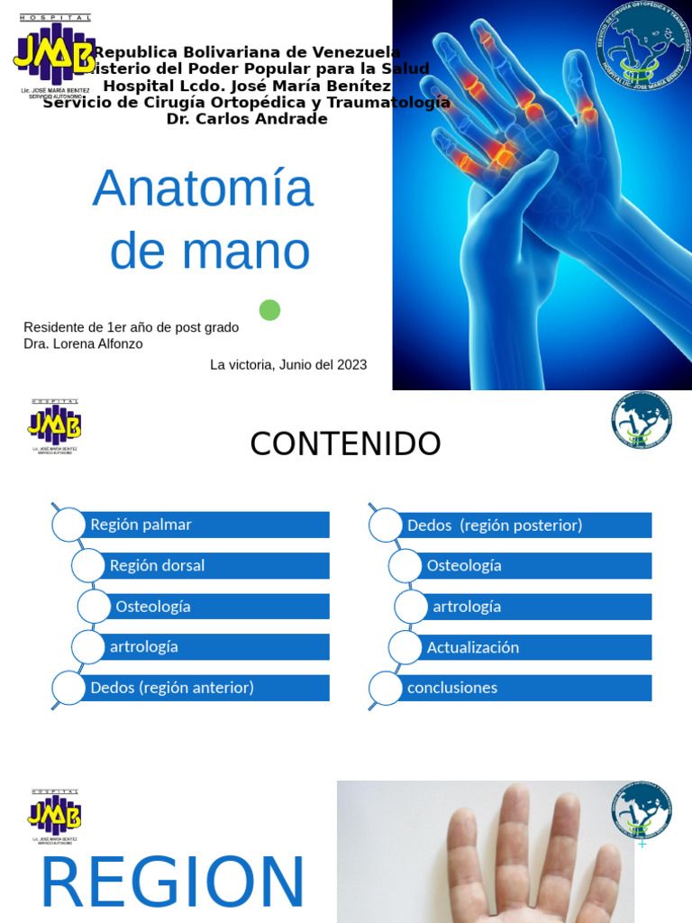 Anatomía de la Mano: Región Palmar y Dorsal | PDF | Mano | Anatomía humana