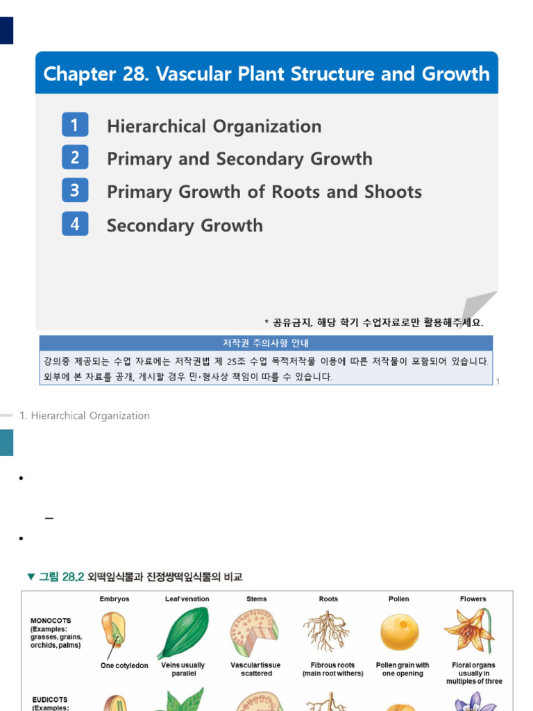 Vascular Plant Structure and Growth Overview | PDF | Tissue (Biology ...