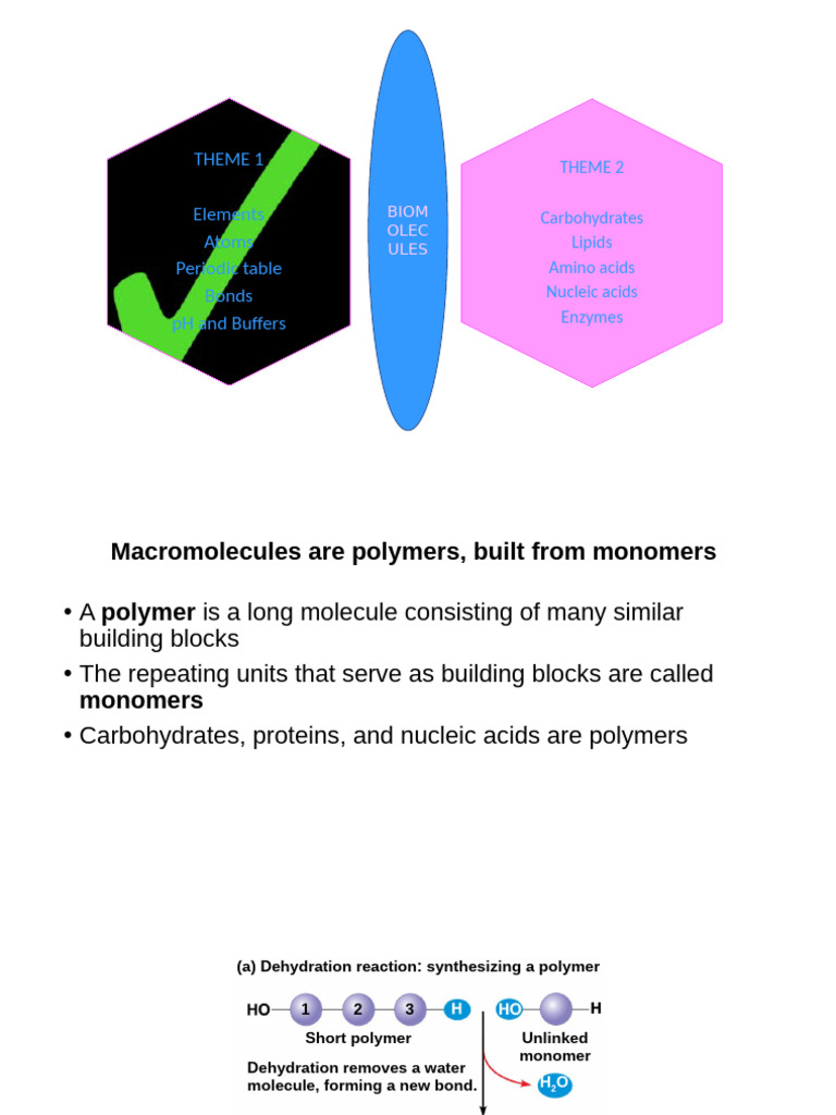 BIOL101-Biomolecules Presentation-Theme 2-Part 1 of 5-For LEARN | PDF ...