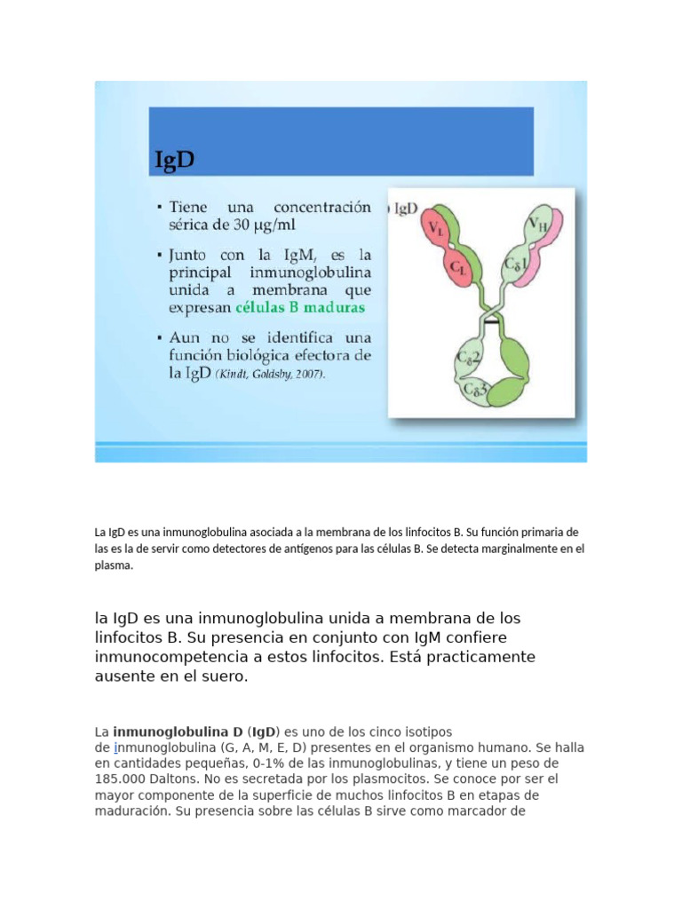 La IgD Es Una Inmunoglobulina Asociada A La Membrana de Los Linfocitos ...