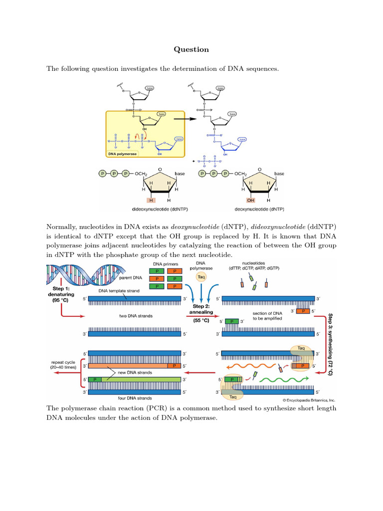 Sanger Sequencing with ddNTP and dNTP | PDF