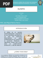 Reflejo de Flehmen en Animales | PDF | Biología