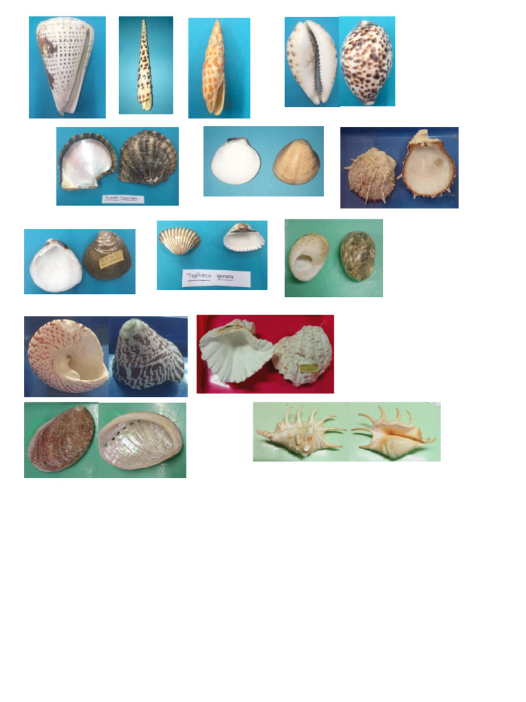 Biola Gastropoda & Bivalvia | PDF