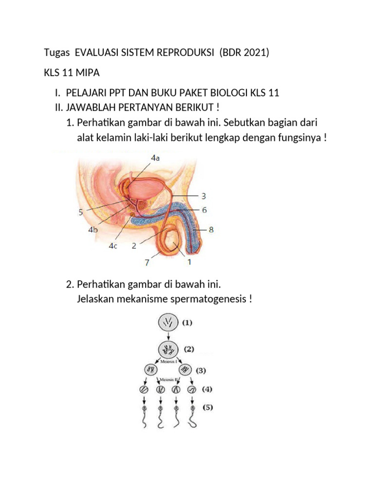 LATIHAN EVALUASI SISTEM REPRODUKSI (Kls 11 MIPA 1-3) BDR 2021 | PDF